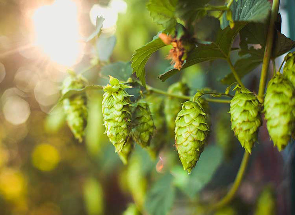 Hops for beer brewing | TianTai® 2-150HL brewery equipment for sale